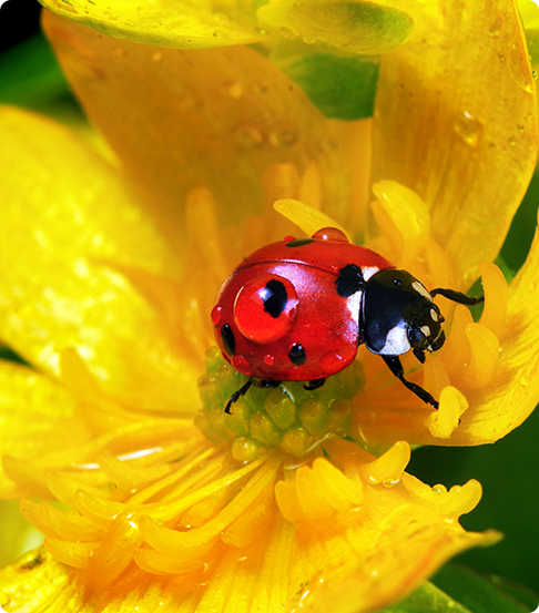 Biozyme® TF es un bioestimulante de origen natural con efecto ...