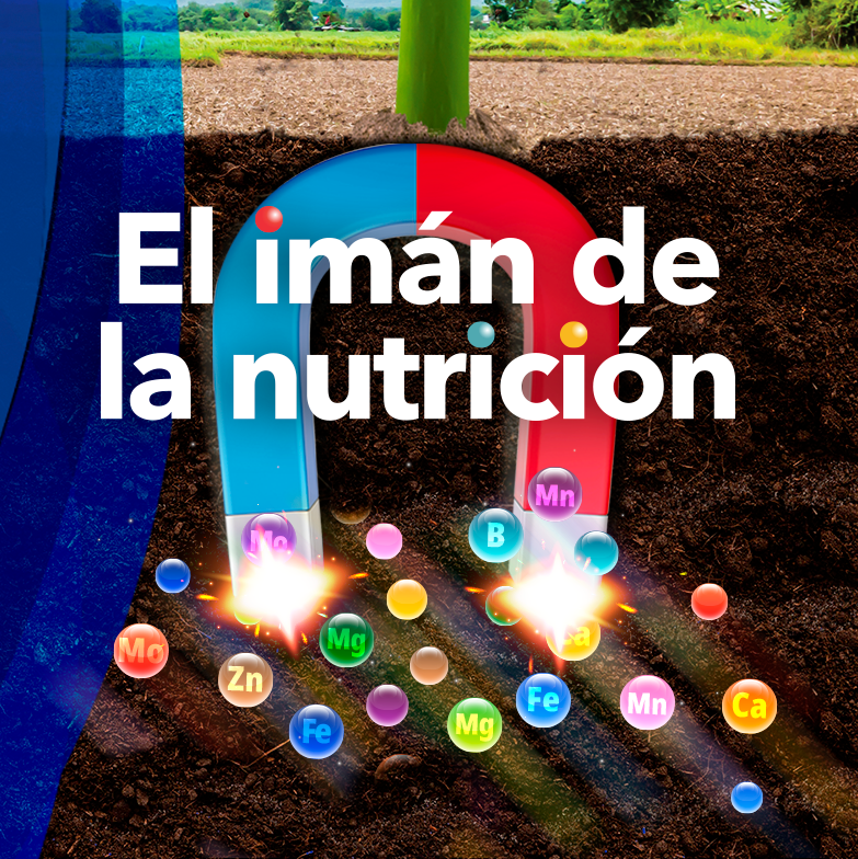 Solución Catiónica Con tecnología innovadora de UPL Open Ag, mejora la ...
