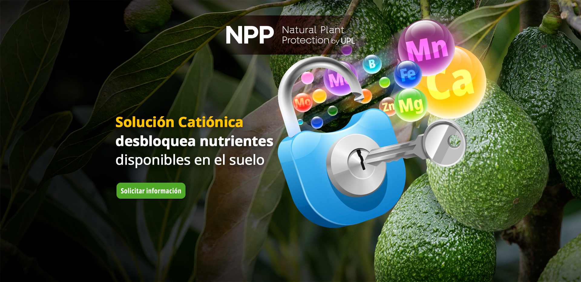 Solución Catiónica Con tecnología innovadora de UPL Open Ag, mejora la ...