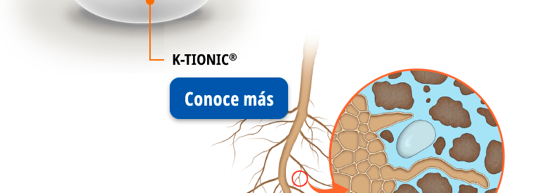 Solución Catiónica Con tecnología innovadora de UPL Open Ag, mejora la ...