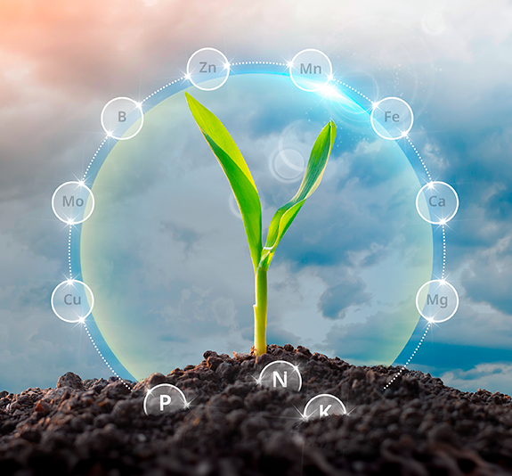 Solución Catiónica Con tecnología innovadora de UPL Open Ag, mejora la ...