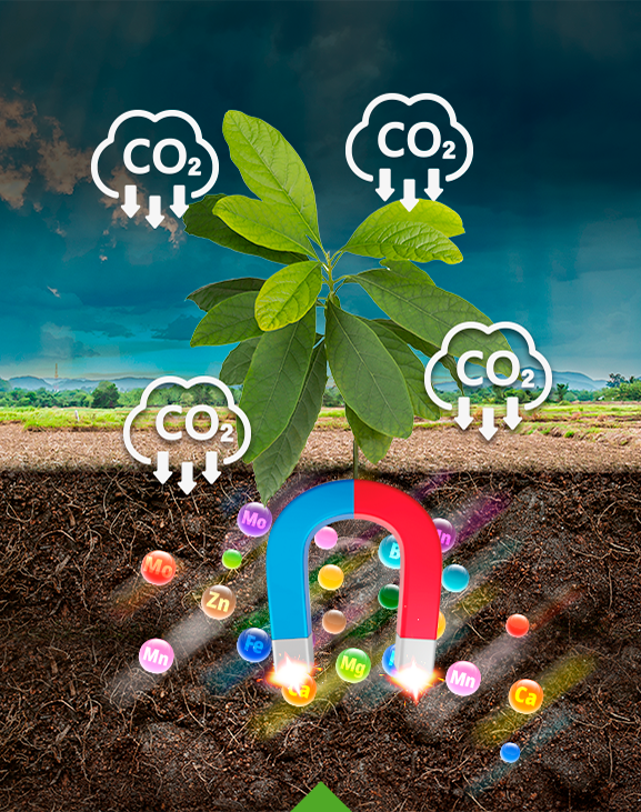Solución Catiónica Con tecnología innovadora de UPL Open Ag, mejora la ...
